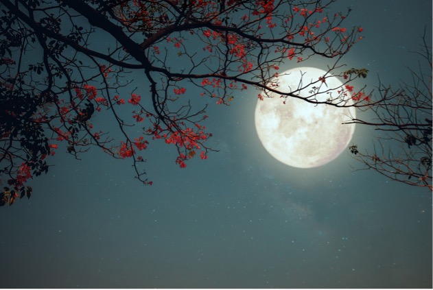 Zenvolle haiku momenten | Zen.nl